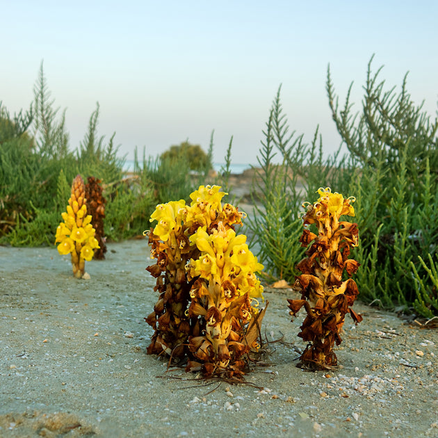 Cistanche – All You Need To Know & More… – Switch Nutrition